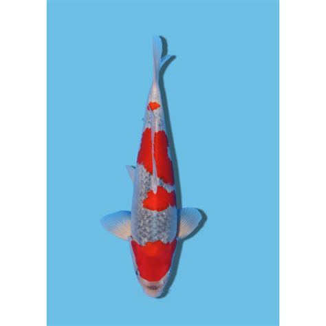 Goshiki Nisai Kanno Koi Farm