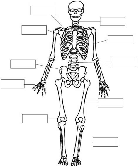 Aparato Oseo Para Colorear Imagui