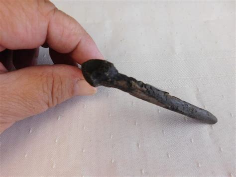 Turtle Scapula Fossil Fossils And Artifacts For Sale Paleo Enterprises