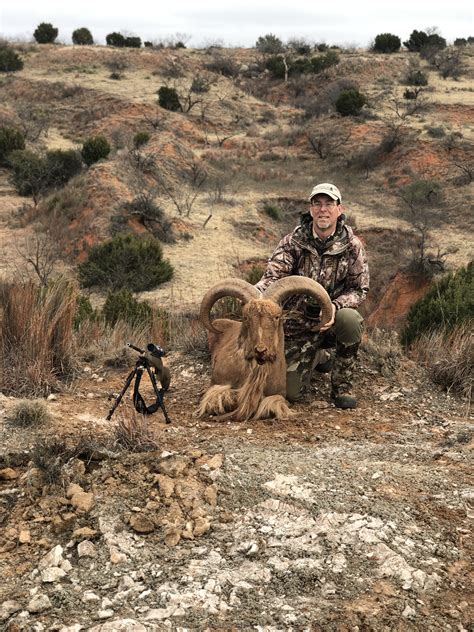 Aoudad Hunt