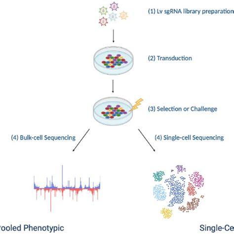 Pooled Phenotypic And Single Cell Genome Wide Screening 1 A Download Scientific Diagram