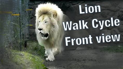 Lion walk cycle, turn, front and side view, animation reference - YouTube