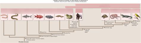 Vertebrate Phylogeny