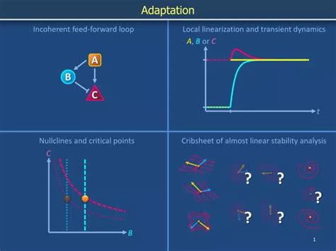PPT Adaptation PowerPoint Presentation Free Download ID 3188567