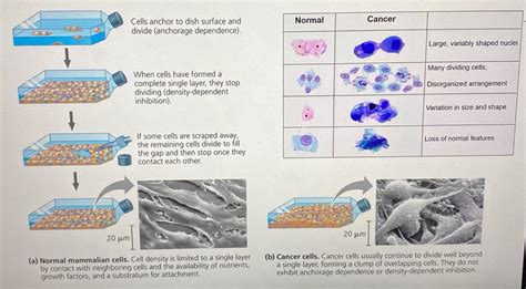 Density Dependent Inhibition