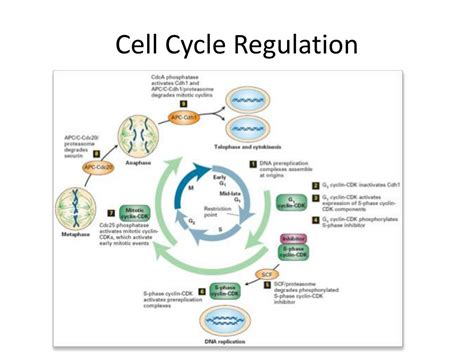 Predict The Effects Of Errors In Cell Cycle Regulation At Catharine
