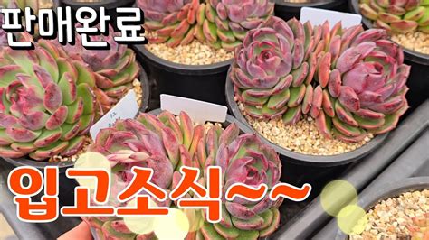 3월3일 신상입고 홍학 와인피치 홍시 슐란 레드비치 등 색감 고운 45여종 아이들 들어왔어요 01048583904