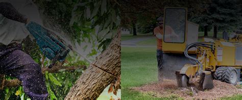 Best Company For Emergency Tree Services In Georgetown Georgetown Tree And Stump Service