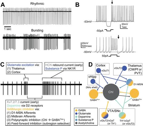 Extrinsic And Intrinsic Control Of Striatal Cholinergic Interneuron Activity Pmc