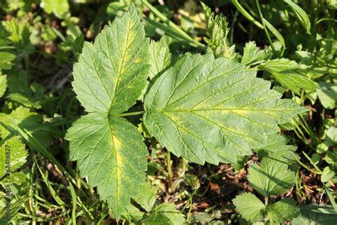 Chlorotic Symptoms Of Raspberry Bushy Dwarf Virus Rbdv Yellows Disease Symptoms In Leaf Of