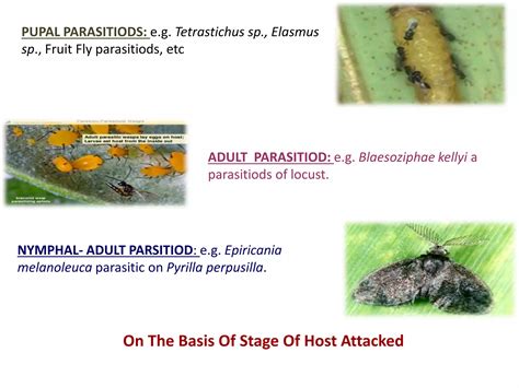 Parasitoids And Predators Their Attributes Pptx