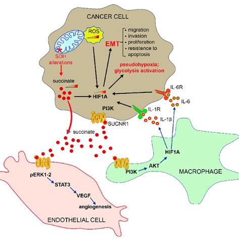 Extrinsic Pathways Activated By Succinate Succinate Secreted By Tumor Download Scientific