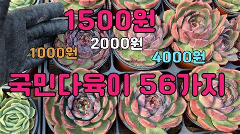 국민다육이도 아주 예쁩니다 다육이 시작은 이걸로하세요 1500원짜리가 아주많습니다용 Youtube
