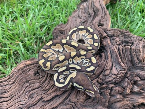 Lesser Possible Red Stripe Ball Python By Cypress Grove Reptiles