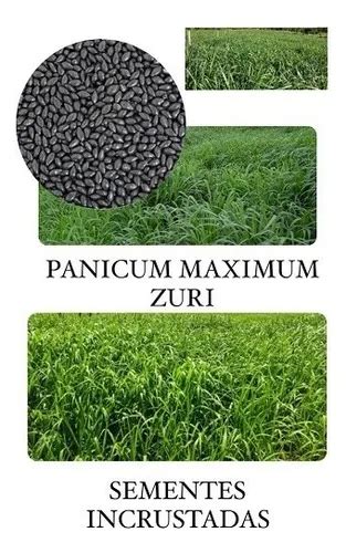 Zuri Panicum Maximum Grass 20 Kg De Semillas Incrustadas Mercadolibre