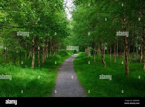 Tree Lined Forest Path Near The River Lagan In Belfast Northern