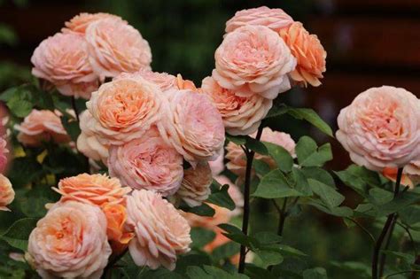 Английская роза Чарльз Остин. Charles Austin rose | PLANTE.md
