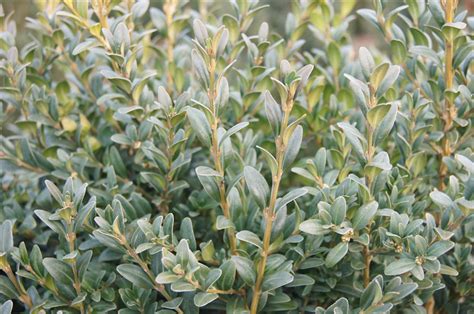 Buxus Sempervirens Newport Blue Nursery Guide