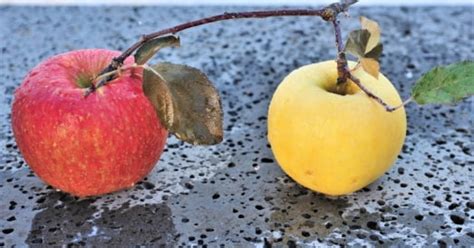 한 나뭇가지에 빨간 사과·황금 사과 동시에일본도 놀랐다