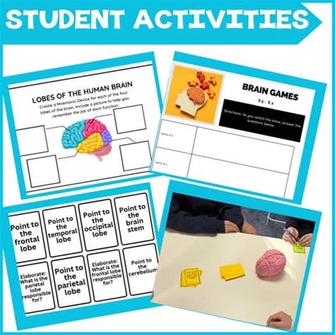Cerebral Cortex Lobes Of The Brain Science Mini Unit Introduction Activities 6