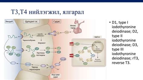 дотоод шүүрлийн физиологи Pptx