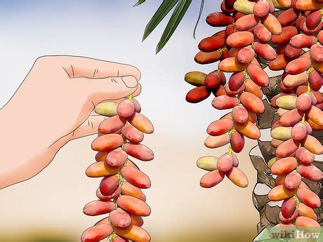How To Harvest Dates Steps With Pictures WikiHow