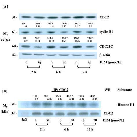 Expression Of The G2m Markers Cyclin B And Cdc2 In Treated And Control