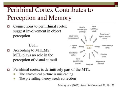Ppt Involvement Of Medial Temporal Lobe Structures In Memory And Perception Powerpoint