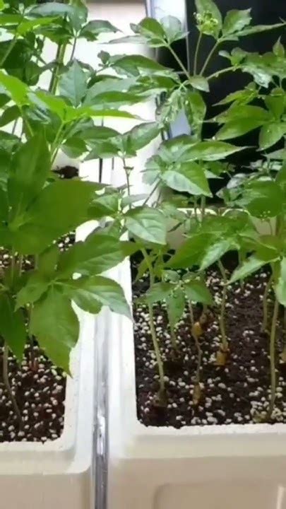 댓글공지 참고새싹 인삼 플라스틱 상자에 심으면 1년내내 먹을수 있어요 새싹인삼키우기 새싹인삼재배 Youtube