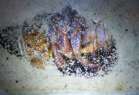 The Biology Of Molting In Land Hermit Crabs Understanding The Process The Crab Street Journal