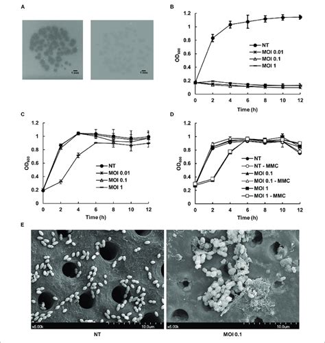 Effect Of Newly Isolated Enterococcus Phage Vb Efas Hef13 Phage Download Scientific Diagram