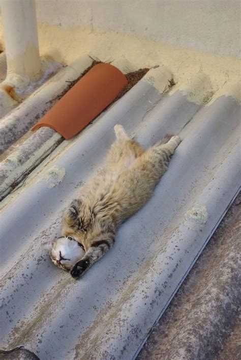 Upside Down Wrong Way Round On A Roof Sleeping Cat