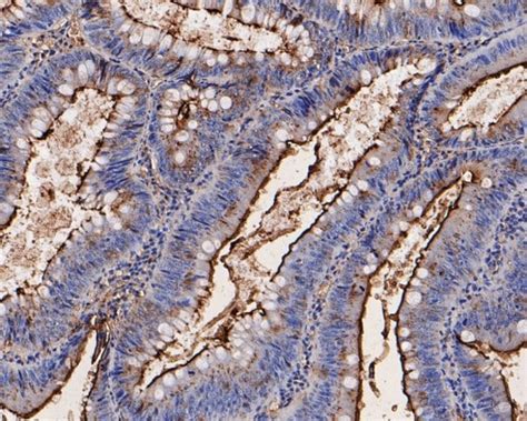 Ceacam6 Monoclonal Antibody A1e2 Invitrogen 100 μl Unconjugated