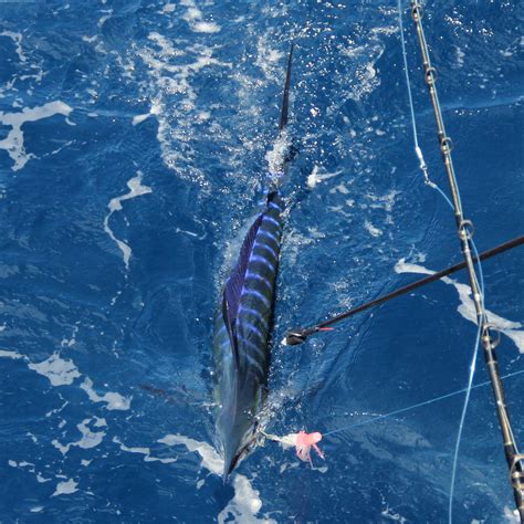 What Are Billfish