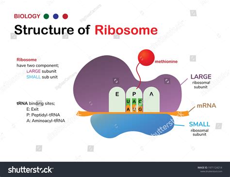 Biology Diagram Structure Ribosome Shows Large เวกเตอร์สต็อก ปลอดค่าลิขสิทธิ์ 1971124214