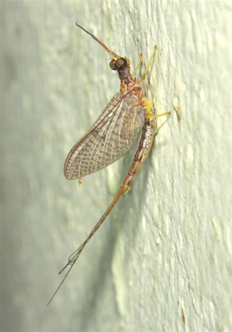 Mayflies On Tumblr