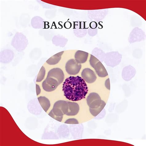 BasÓfilos FunÇÕes E IdentificaÇÃo Atlas Em Hematologia