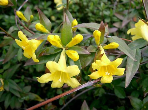 Carolina Jessamine South Carolina State Flower Vine That Grows To 20