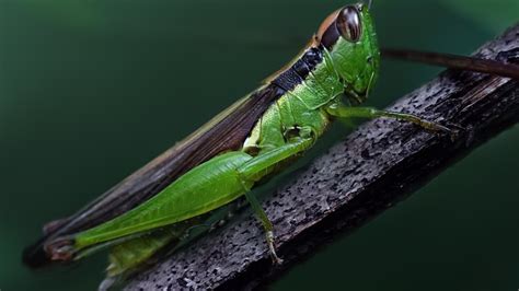 How Long Do Grasshoppers Live For
