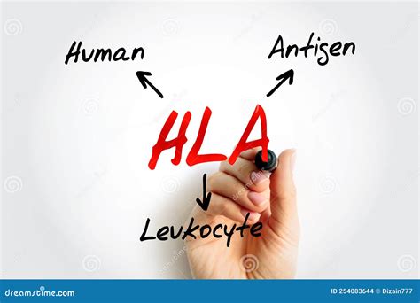 Hla Human Leukocyte Antigen Complex Of Genes On Chromosome 6 In Humans Which Encode Cell