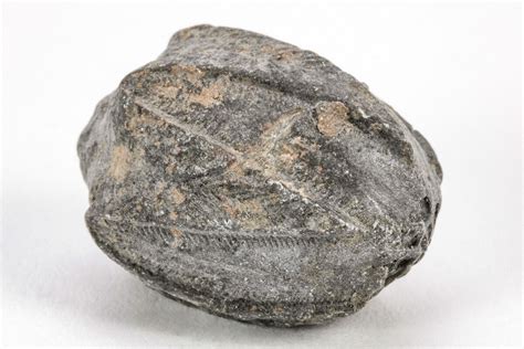 7 Blastoid Pentremites Fossil Oklahoma 205143 For Sale
