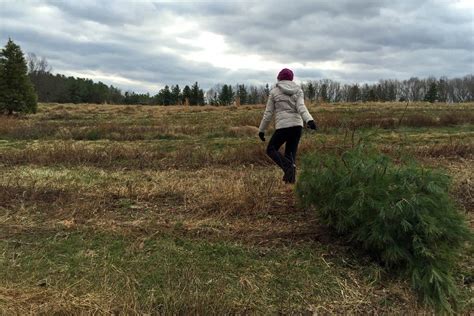 Dragging A Freshly Cut Tree Nicko Margolies