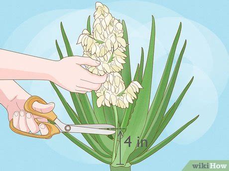 How To Prune Yucca Plants Simple Grooming Tips