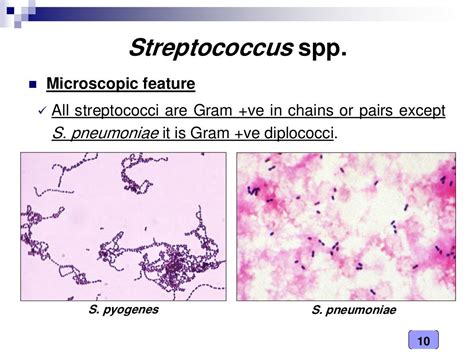 Medical Microbiology Laboratory Streptococcus Spp