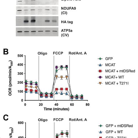 Mitochondrial Respiratory Supercomplexes Visualized By Blue Native Download Scientific Diagram