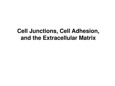 Ppt Cell Junctions Cell Adhesion And The Extracellular Matrix Powerpoint Presentation Id