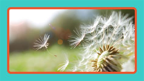 Pollination And Seed Spreading Ks2 Science Curriculum Bbc Bitesize