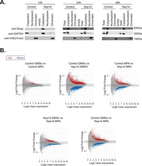 Figures And Data In Sars Cov 2 Nsp14 Mediates The Effects Of Viral Infection On The Host Cell