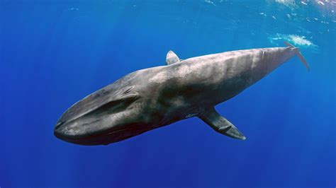 წყალქვეშა სამყარო ლურჯი ვეშაპი Youtube