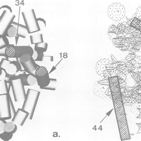 Published Three Dimensional Models Of S RNA Indicating The Locations